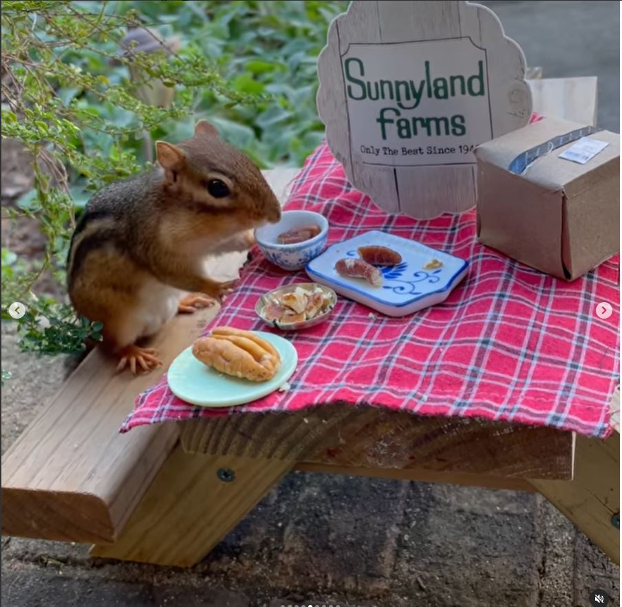 The Most Famous Chipmunk Loves Sunnyland Farms Pecans | 360 Media